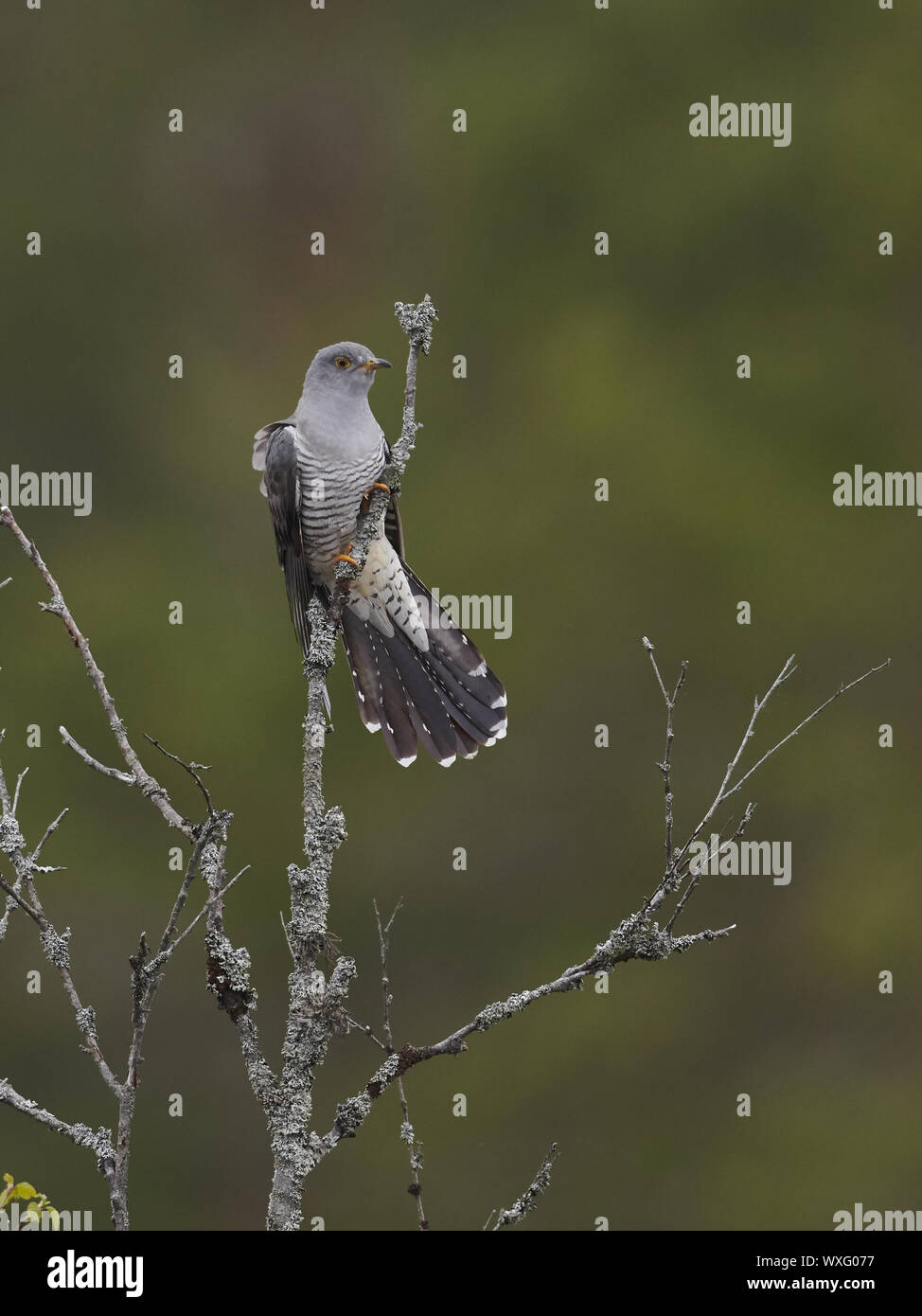 Cuckoo order of birds hi-res stock photography and images - Alamy