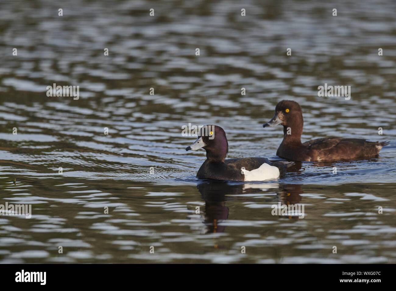 Tufted animals hi-res stock photography and images - Alamy