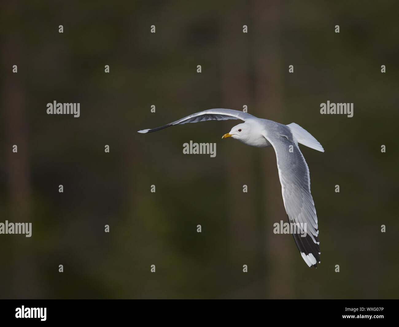 Species of gull hi-res stock photography and images - Alamy