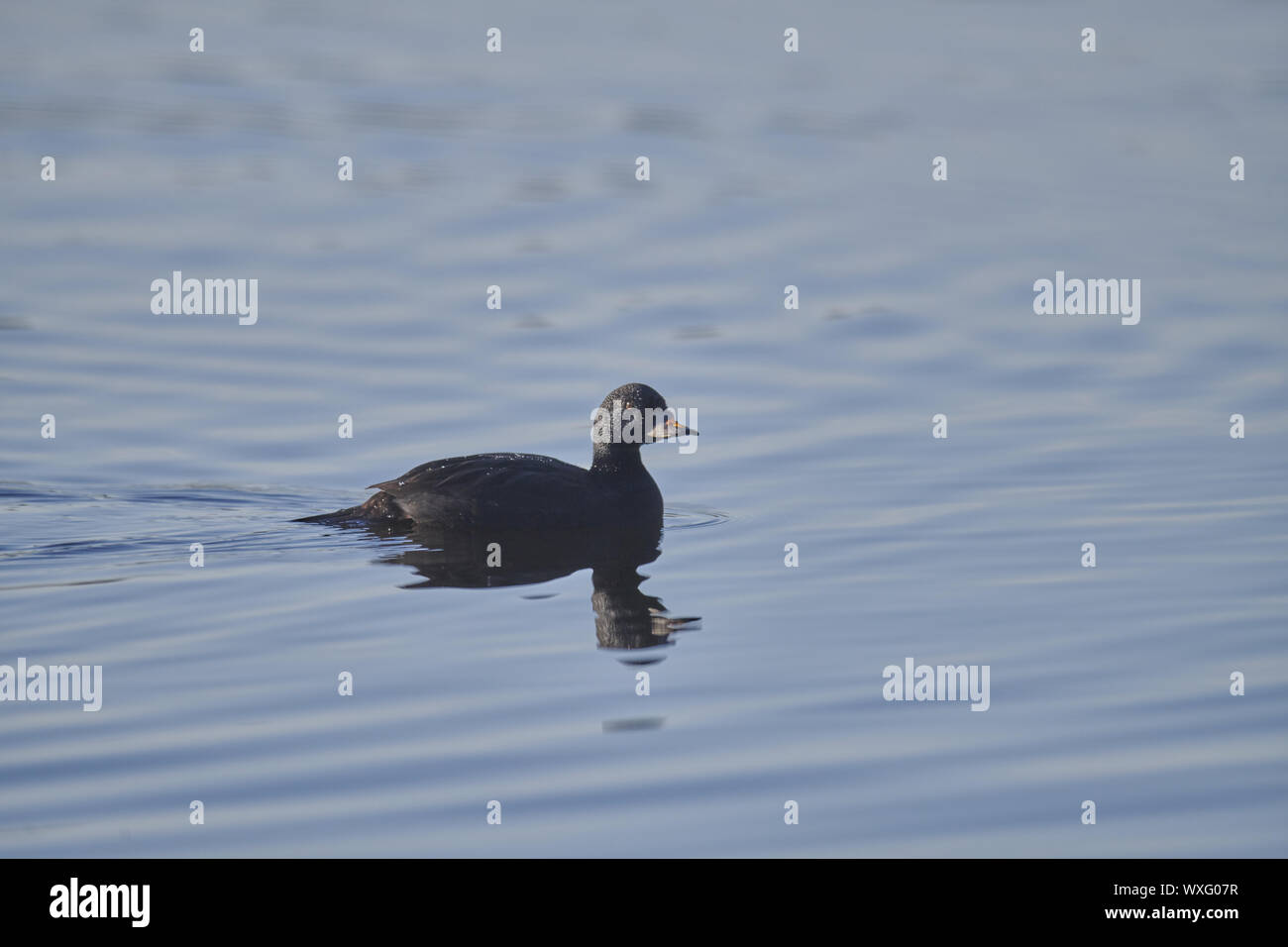 Common scoter duck hi-res stock photography and images - Alamy