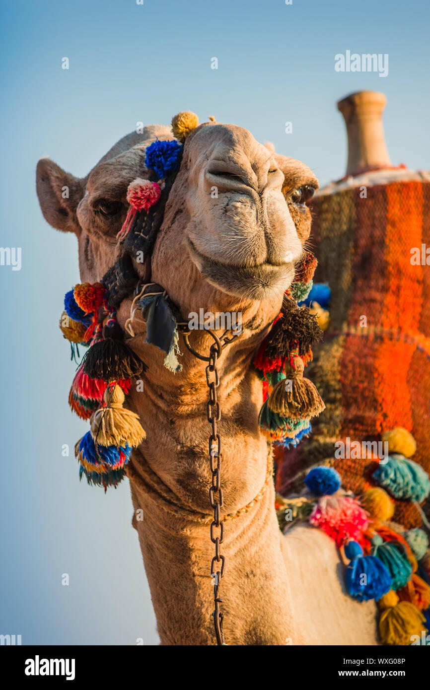 Muzzle Of The African Camel Close Up High Resolution Stock Photography ...