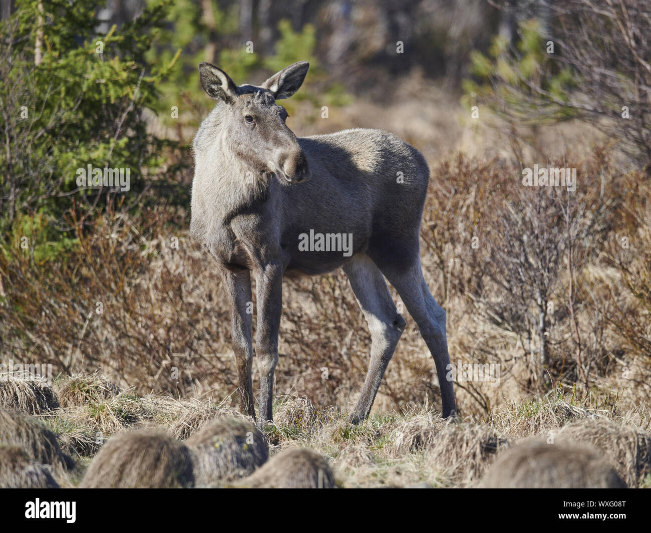 Moose alces sweden hi-res stock photography and images - Alamy