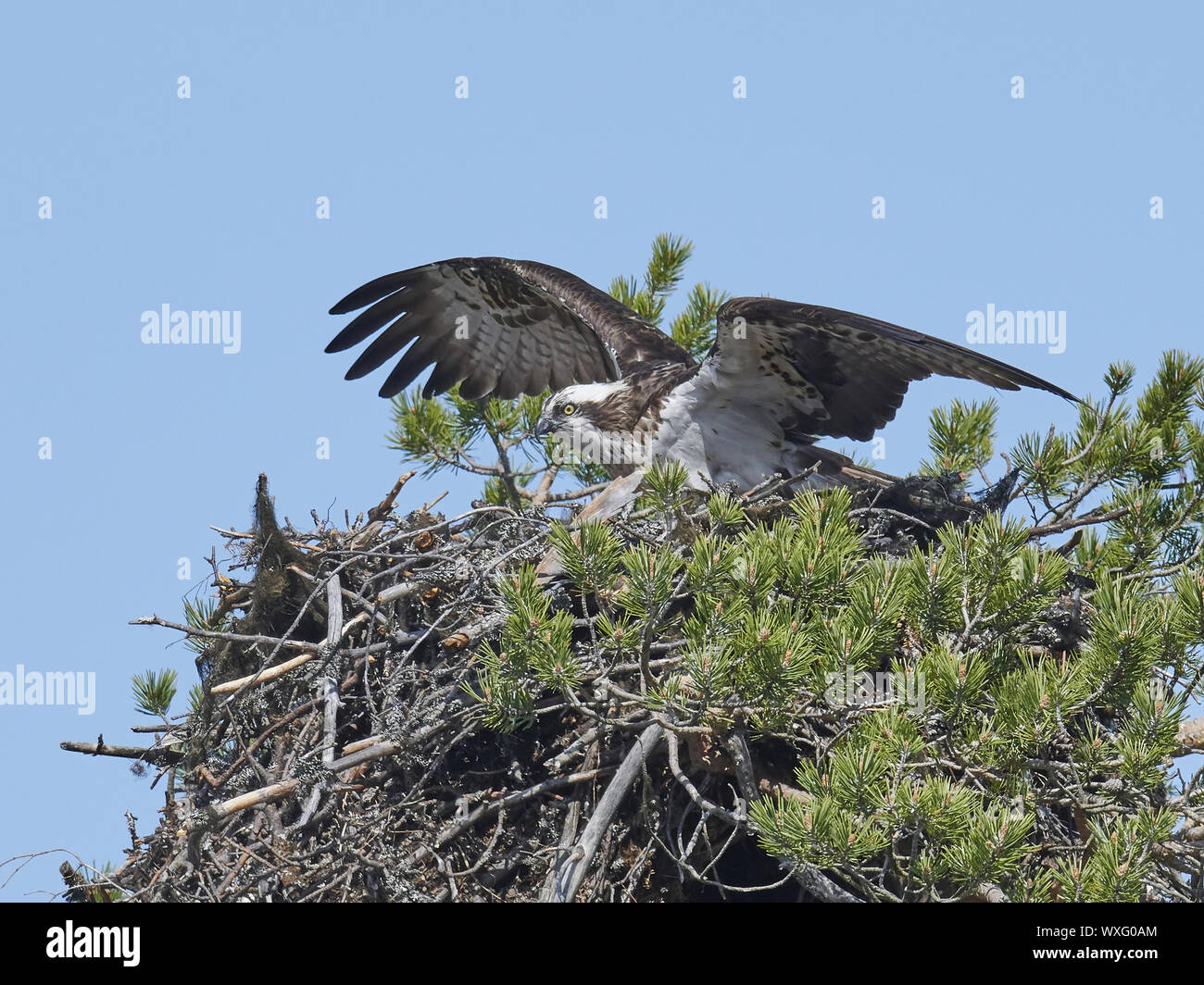 Pandionidae hi-res stock photography and images - Alamy