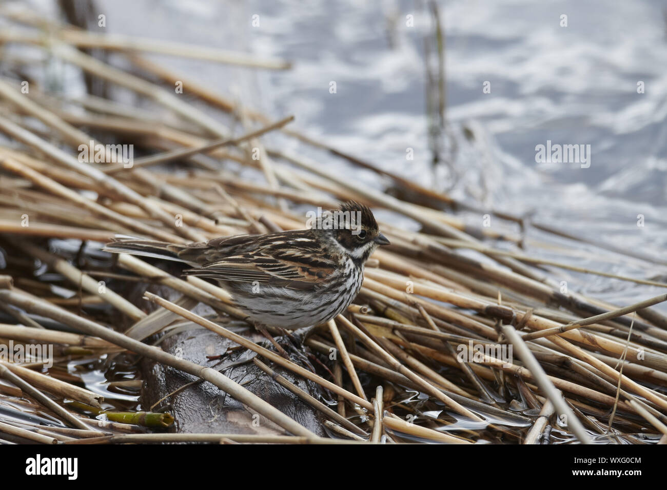 Bird shell hi-res stock photography and images - Alamy