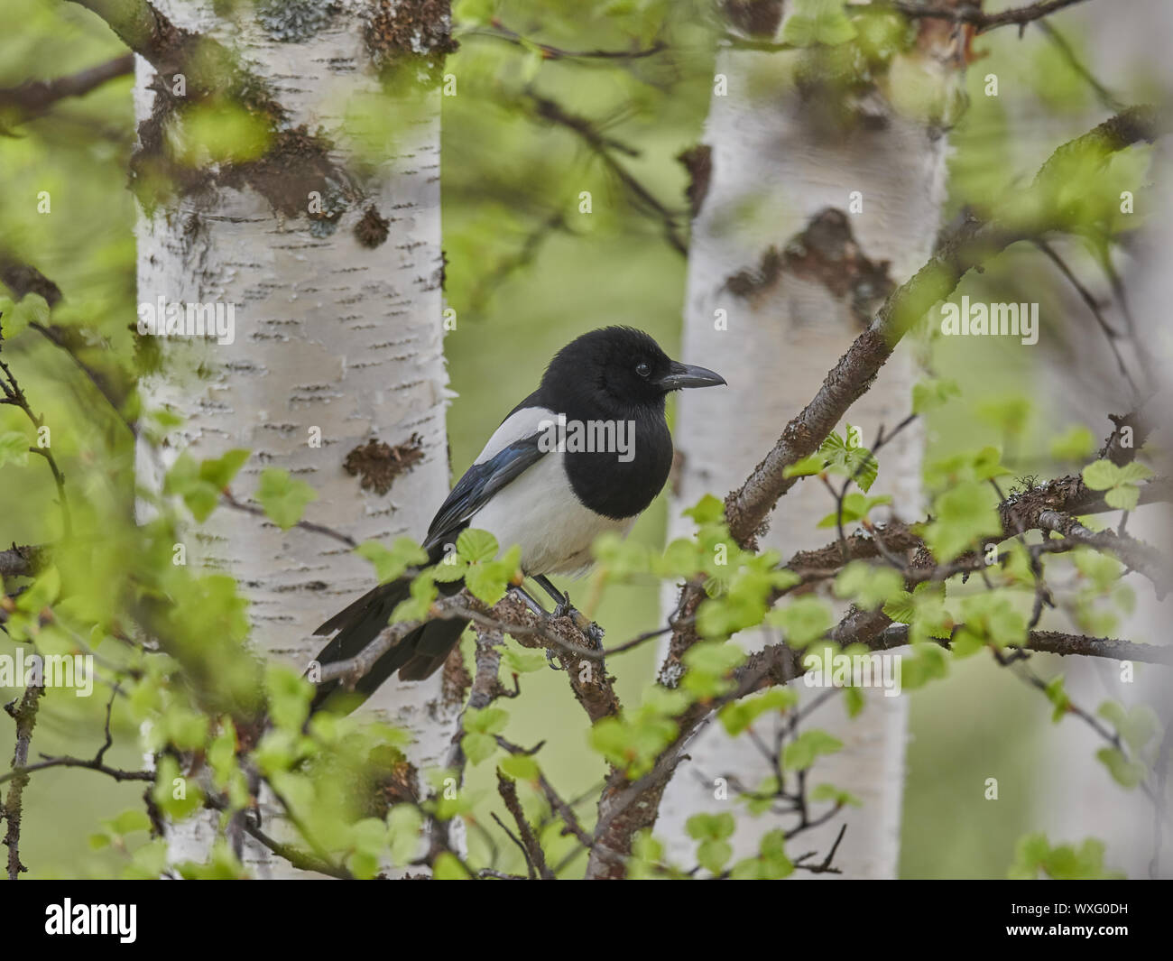 Outdoor photos hi-res stock photography and images - Alamy