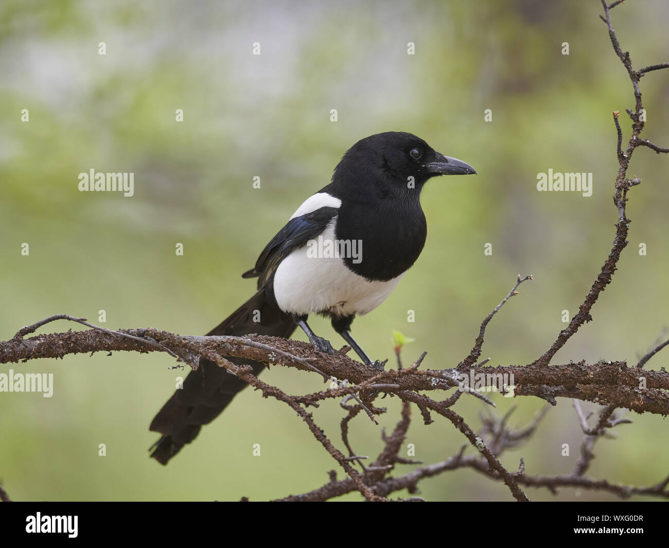Photo of magpie hi-res stock photography and images - Alamy
