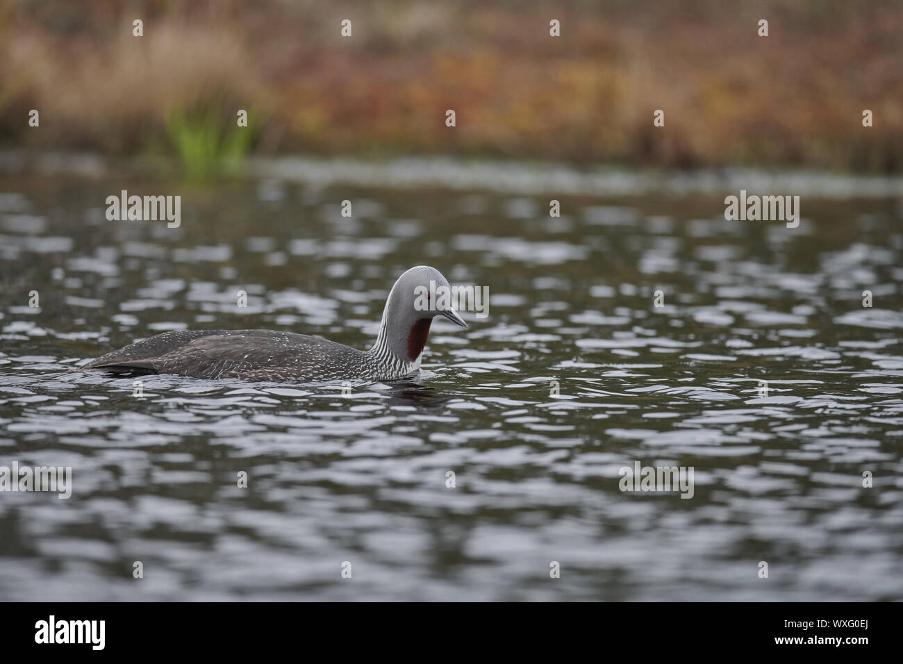 Red throated loon hi-res stock photography and images - Alamy