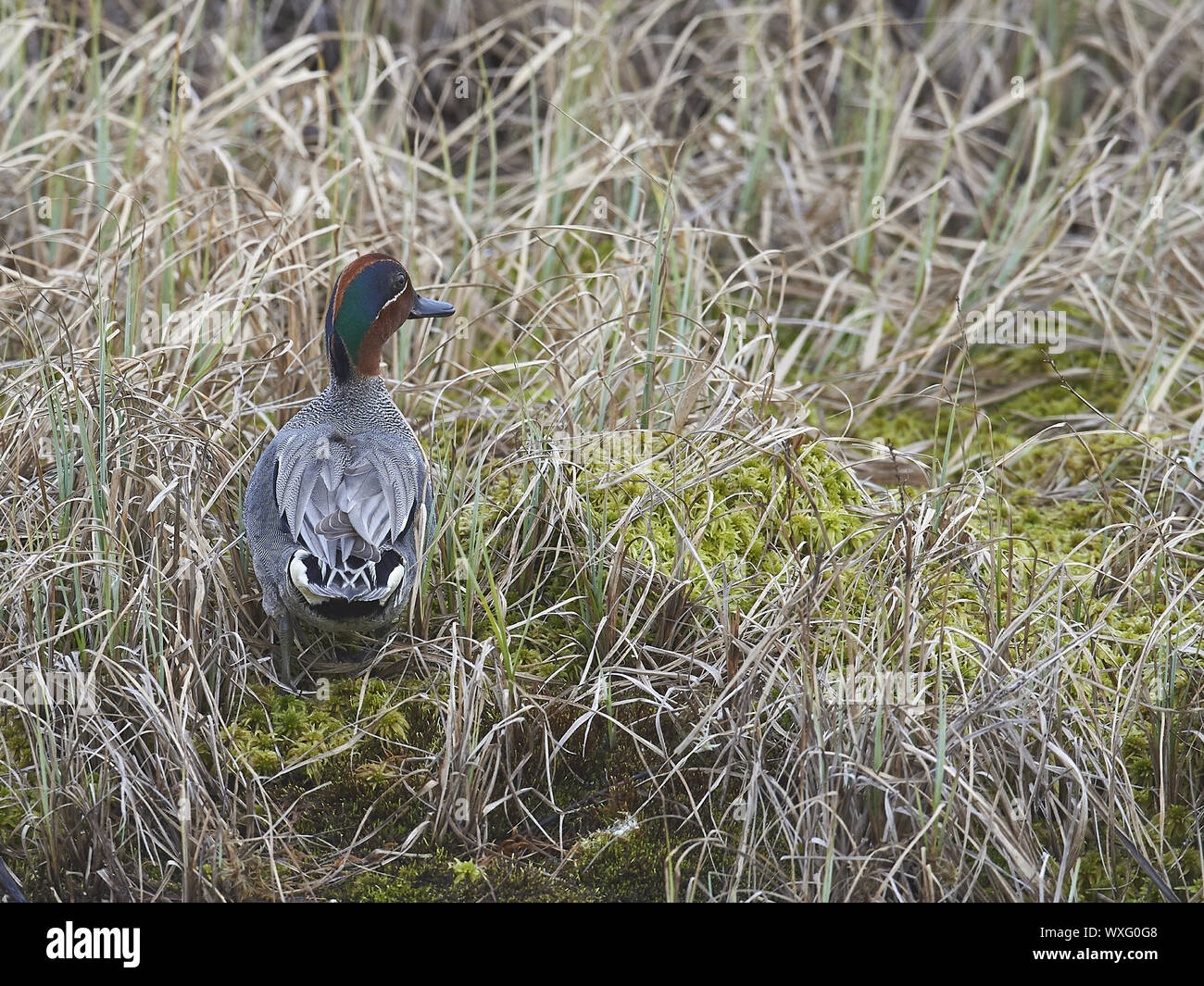 Eurasian common teal hi-res stock photography and images - Alamy