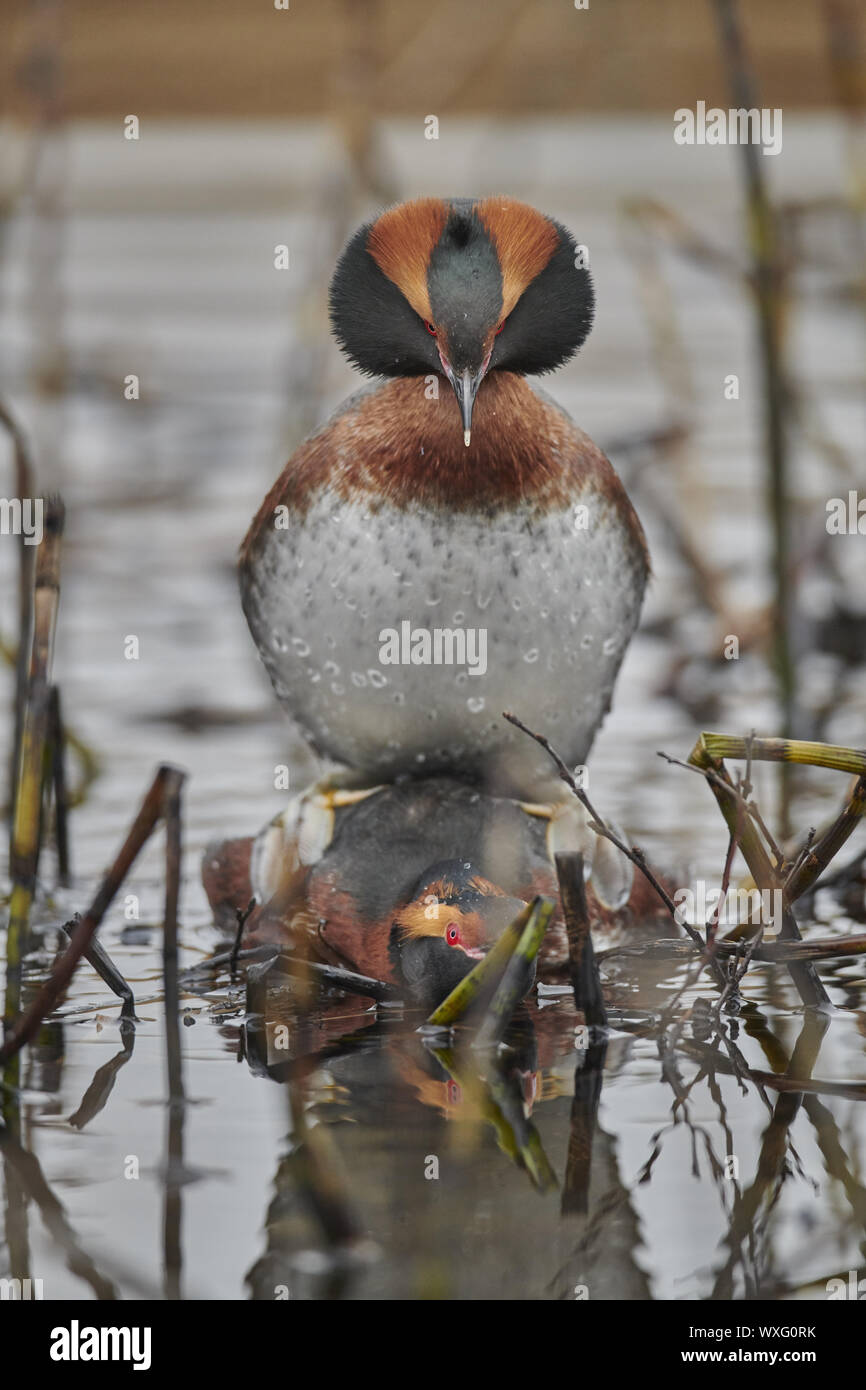 Grebes of europe hi-res stock photography and images - Alamy