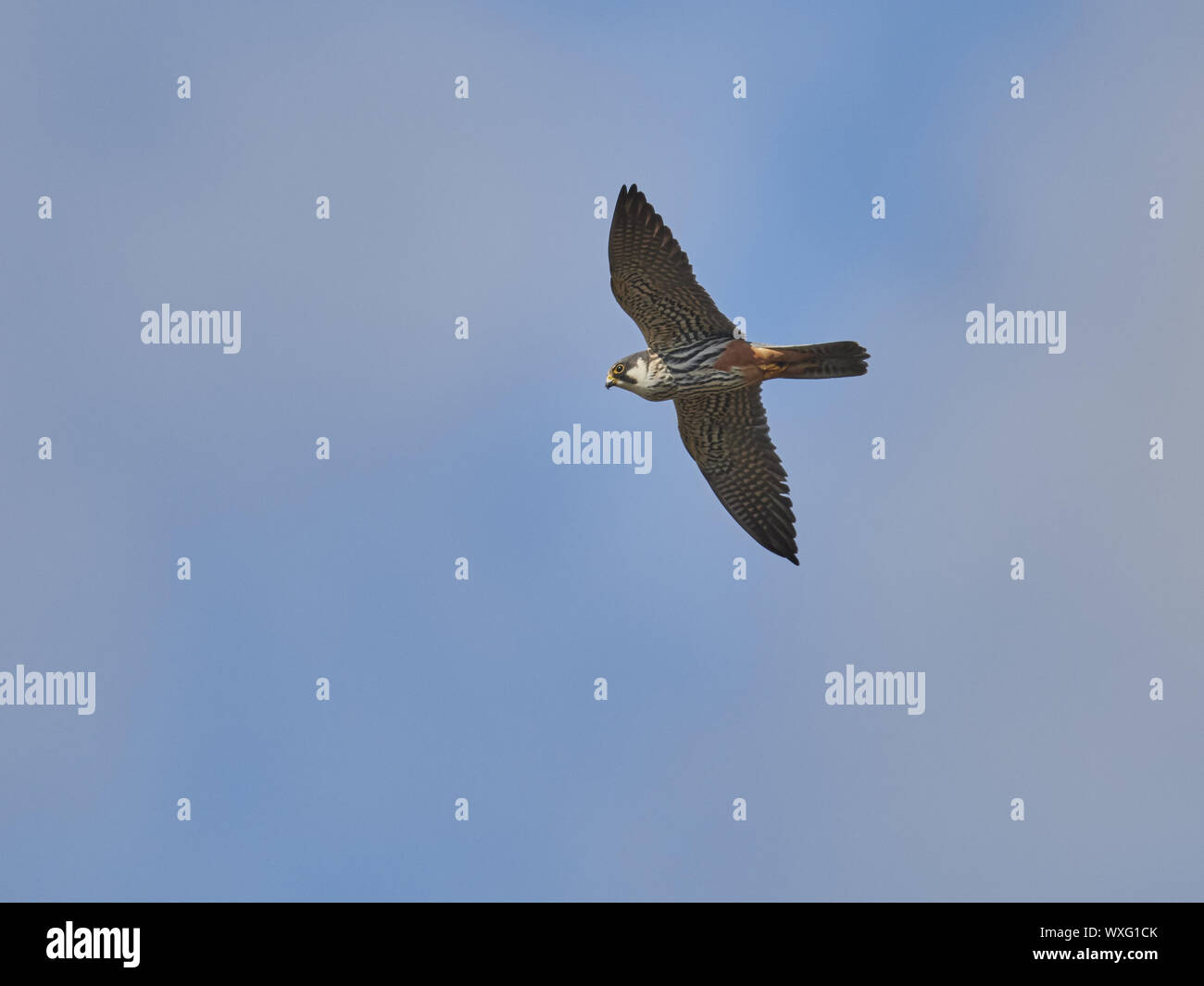 Hobby animals hi-res stock photography and images - Alamy