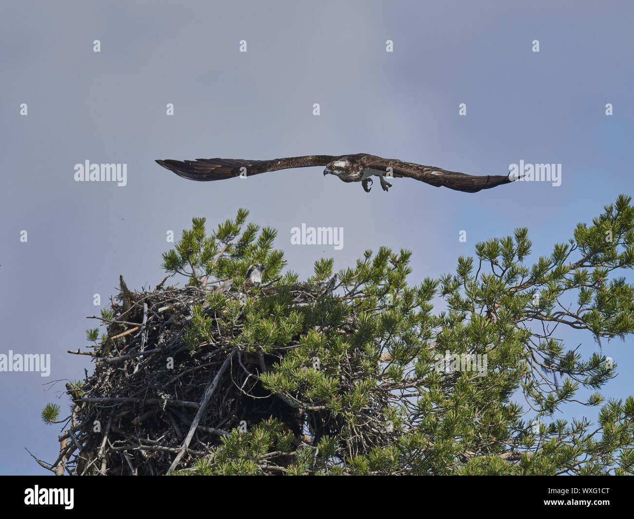 Osprey north america hi-res stock photography and images - Alamy
