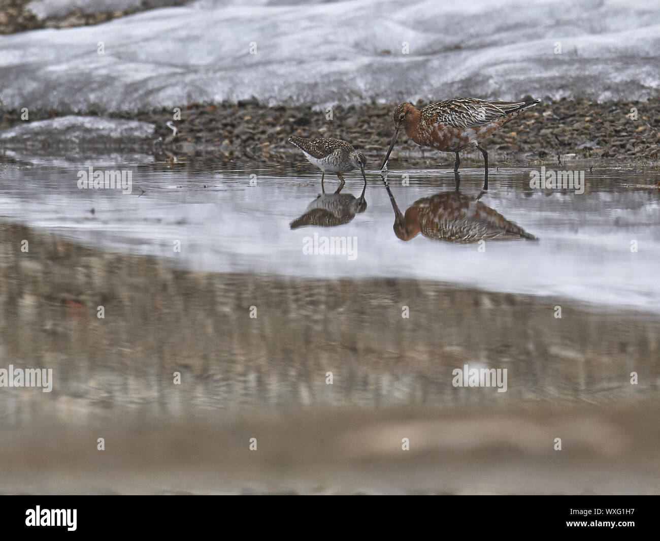 Bar tailed godwits hi-res stock photography and images - Alamy