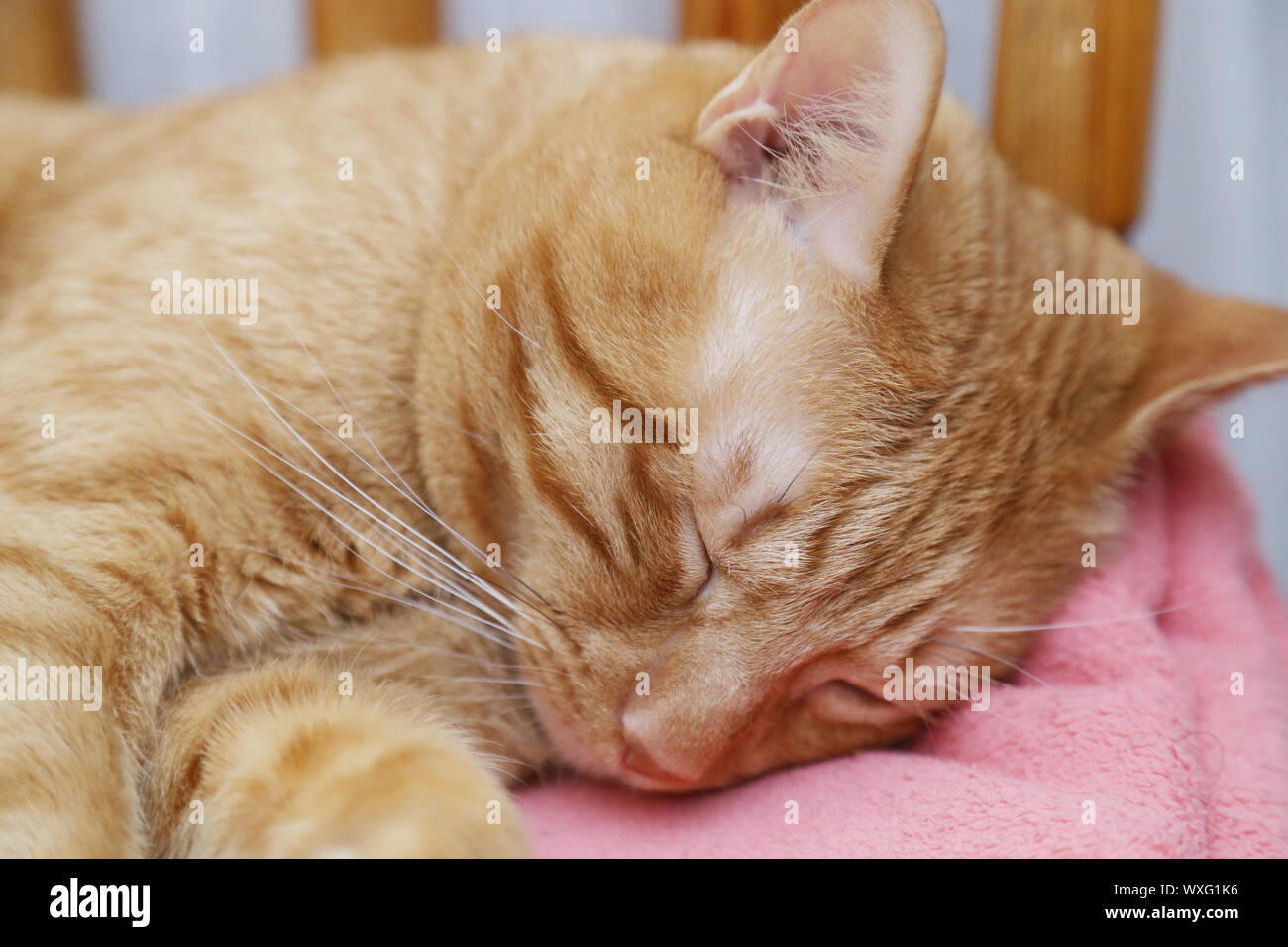 Sleeping relax hi-res stock photography and images - Alamy