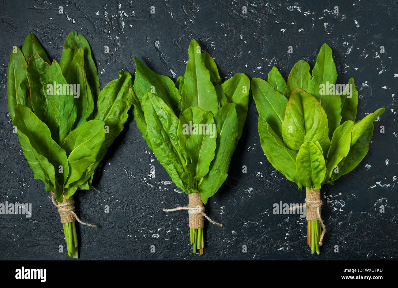 Sorrel leaves green hi-res stock photography and images - Alamy