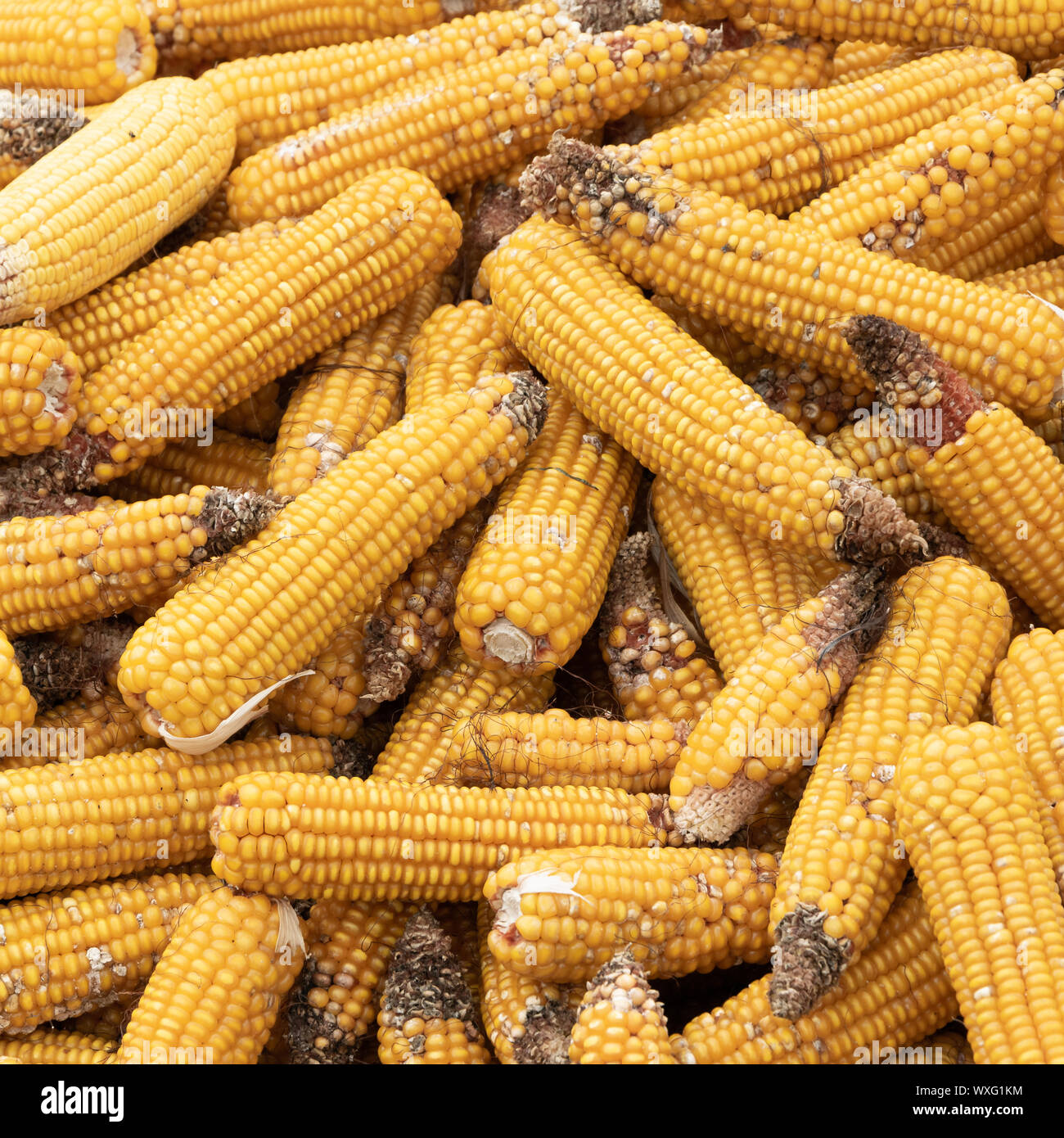 Autumn harvest of corn, close up of whole dry sweet corn Stock Photo ...