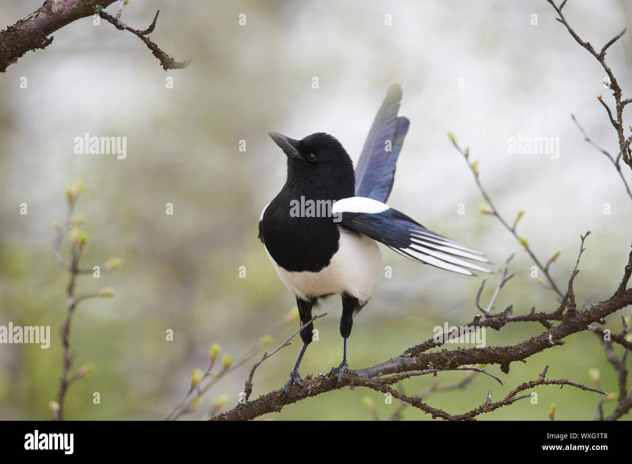 Beautiful magpie hi-res stock photography and images - Alamy