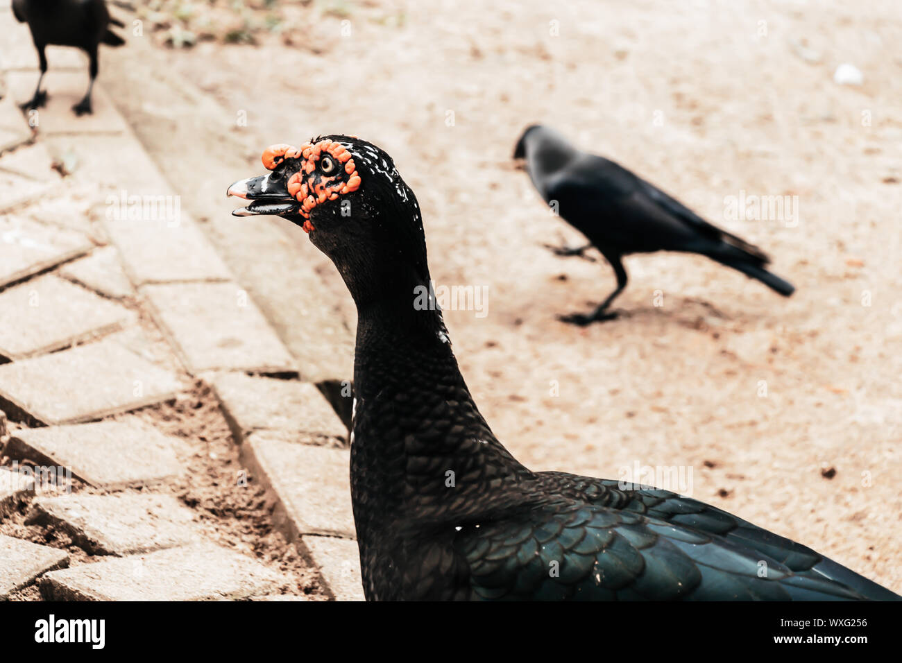 Duck walking on ground close up Sri Lanka Stock Photo - Alamy