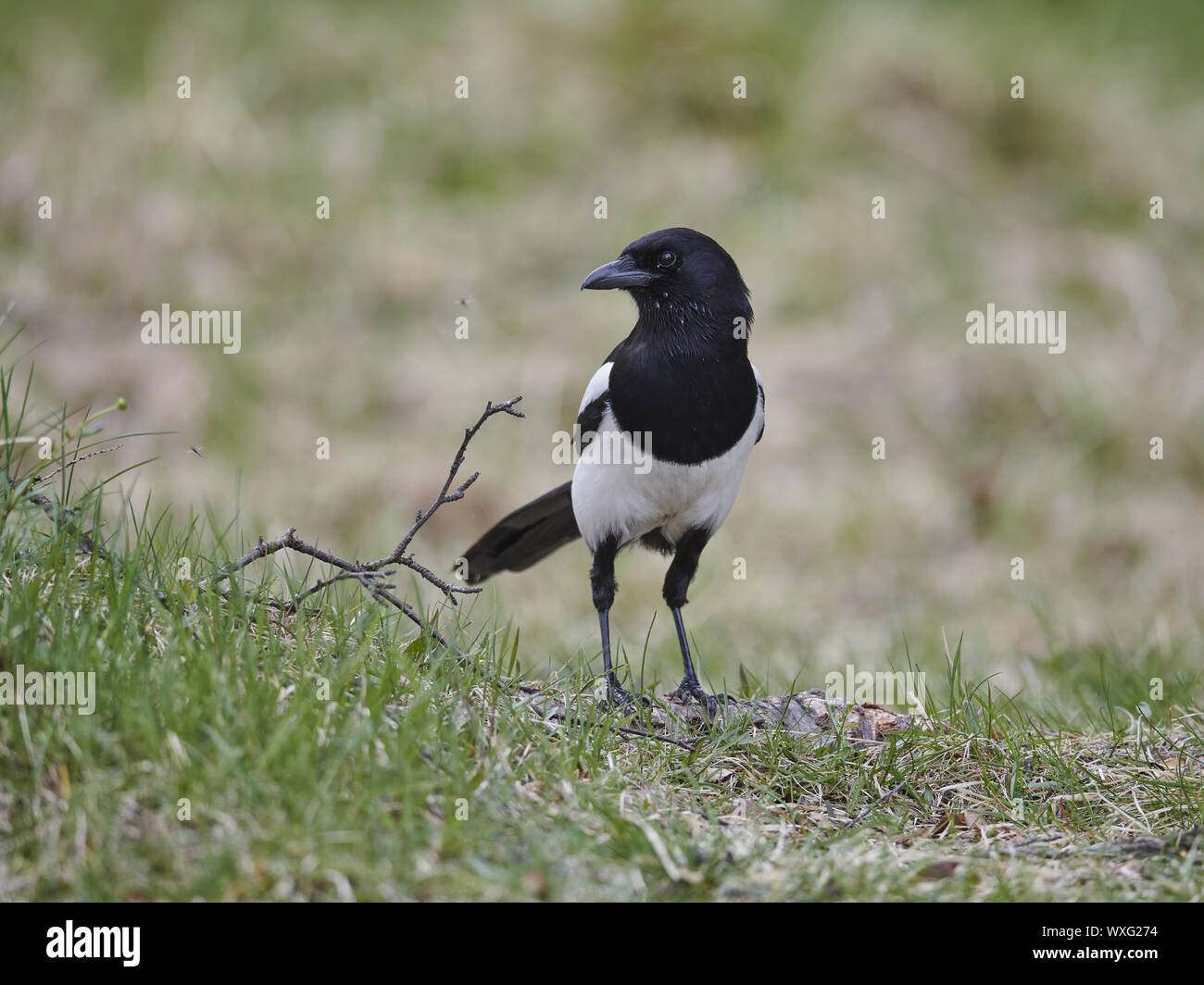 Magpie photos hi-res stock photography and images - Alamy