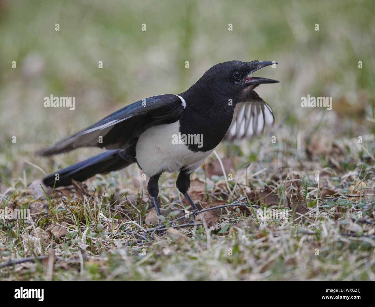 Magpie germany hi-res stock photography and images - Alamy