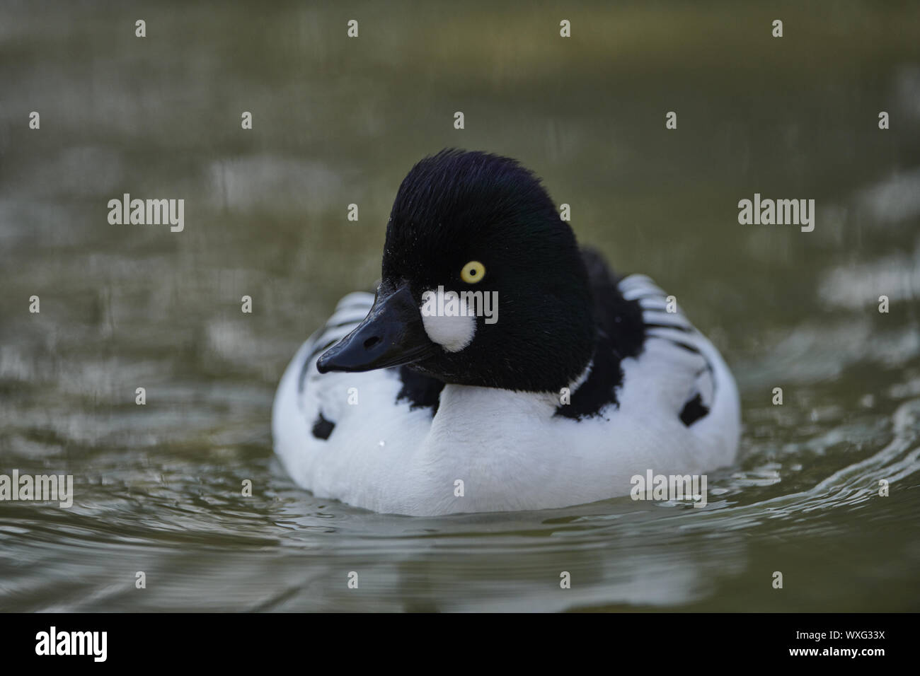 Goldeneyes courtship hi-res stock photography and images - Alamy