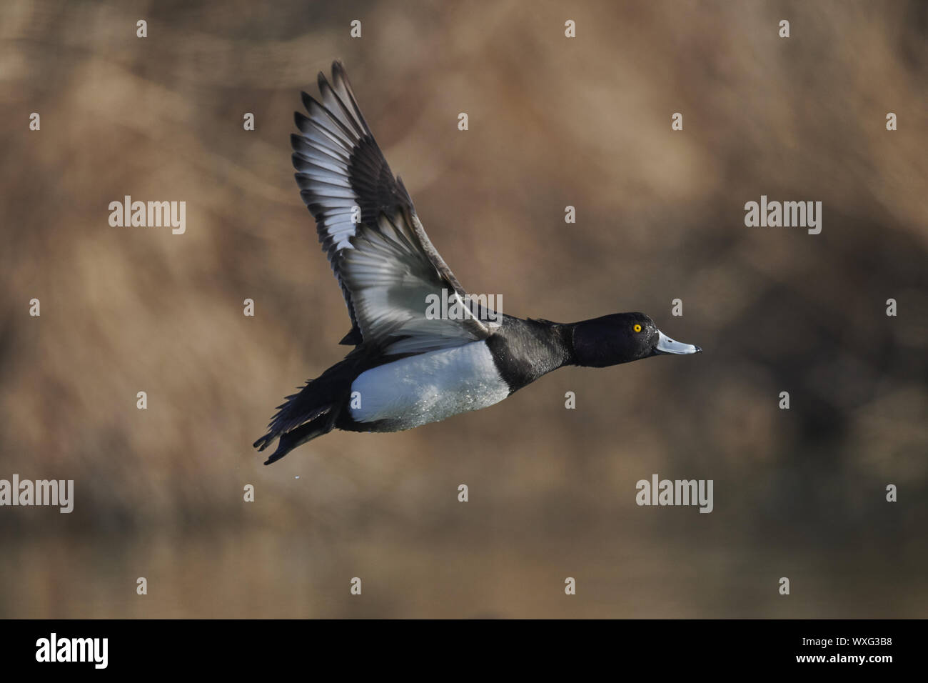 European wild duck hi-res stock photography and images - Alamy