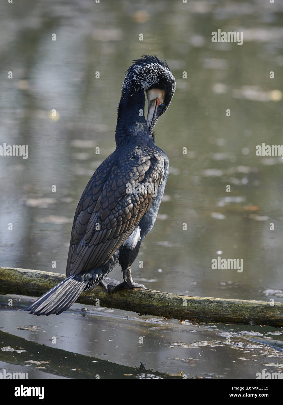 Kormoran sea raven cormorant hi-res stock photography and images - Alamy