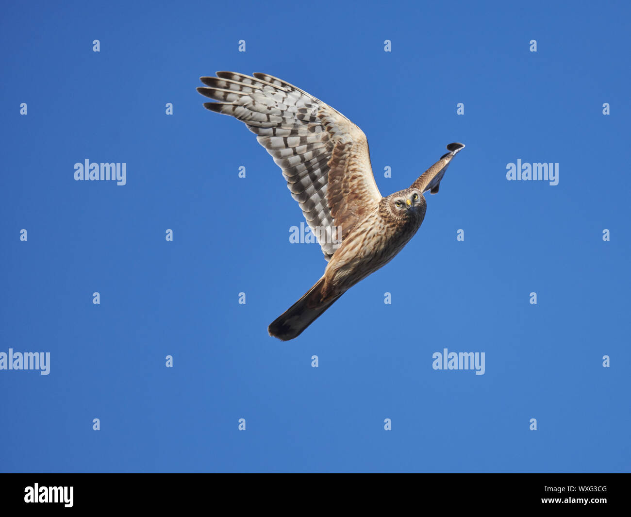 Hen harrier hi-res stock photography and images - Alamy