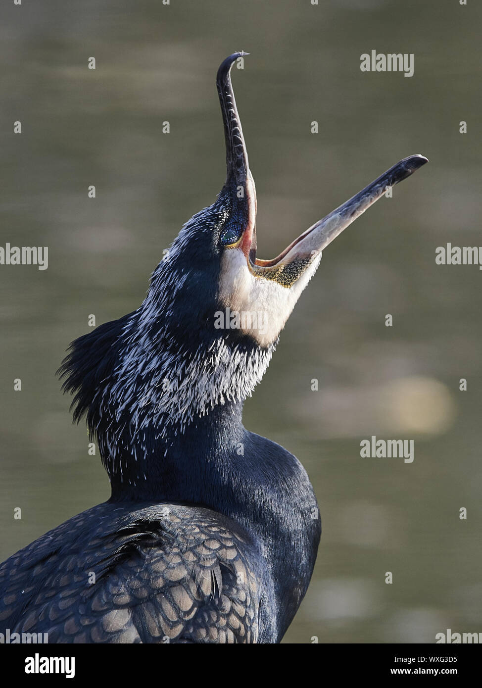 Kormoran sea raven cormorant hi-res stock photography and images - Alamy