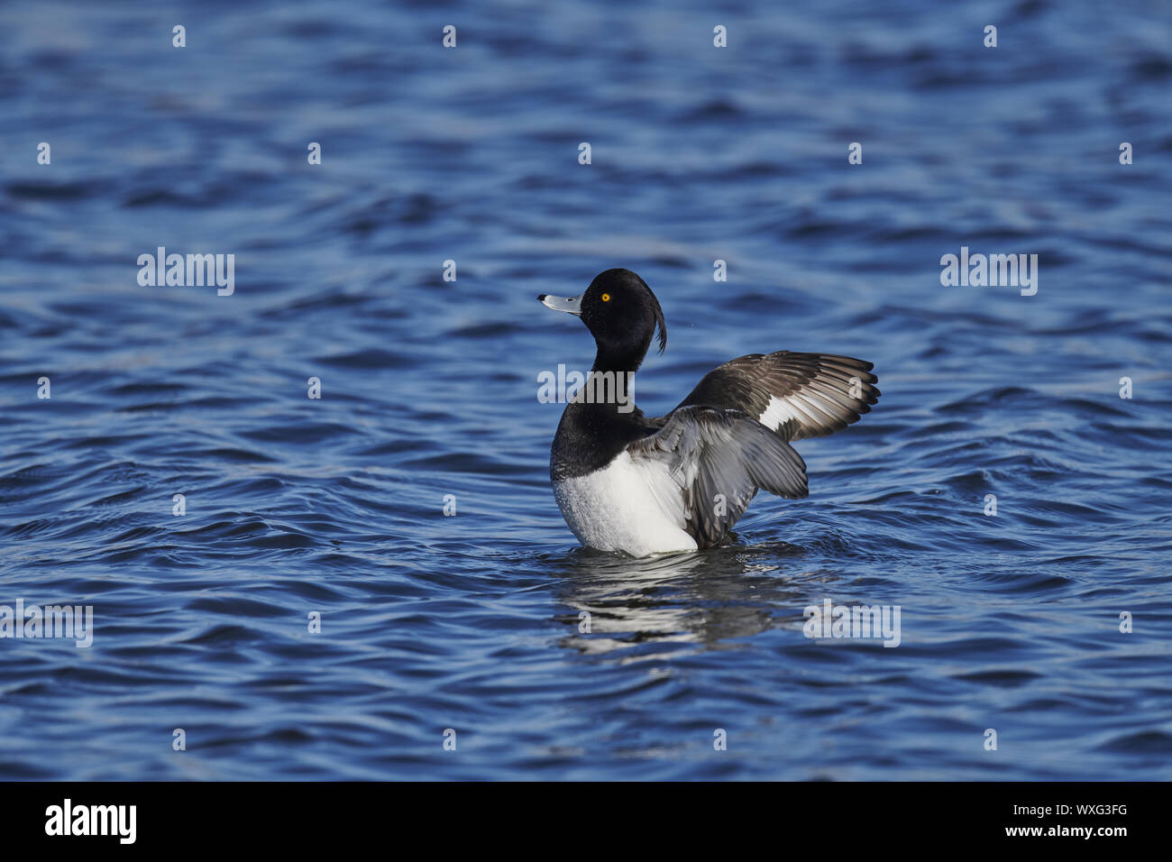 Tufted animals hi-res stock photography and images - Alamy
