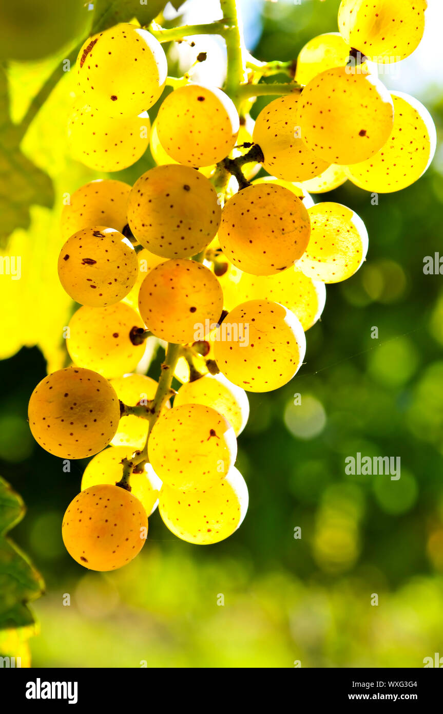 Yellow grapes growing on vine in bright sunshine Stock Photo - Alamy