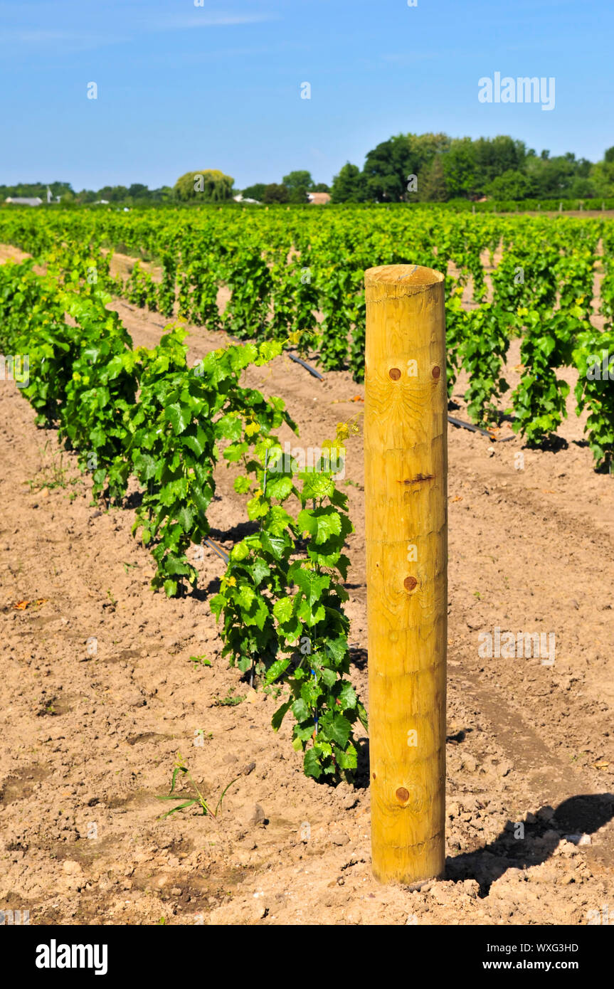 Rows of young grape vines growing in Niagara peninsula vineyard Stock ...