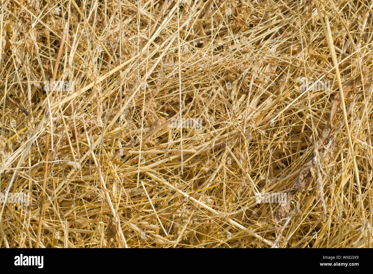 heap of straw as background Stock Photo - Alamy