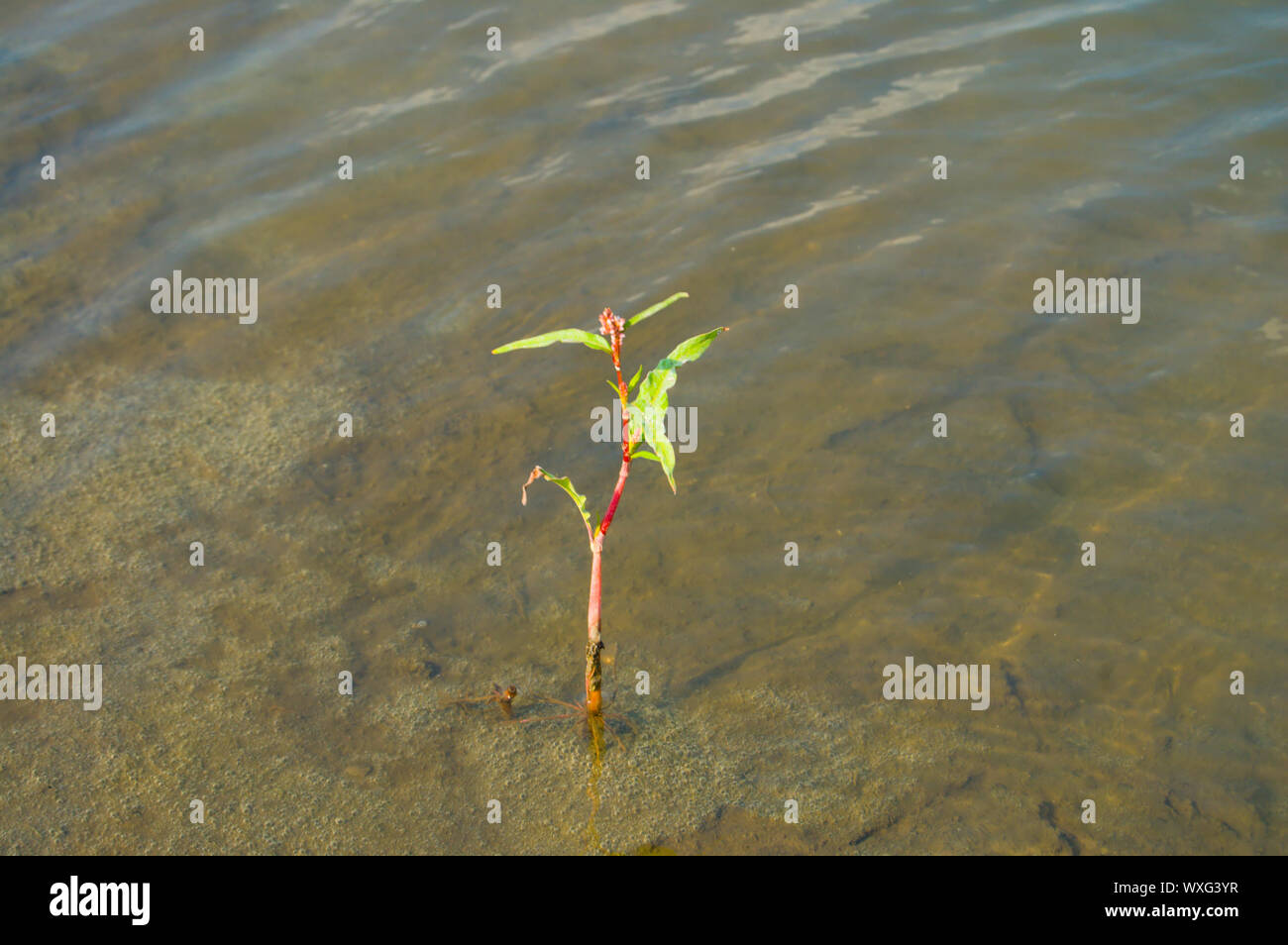 single plant in water Stock Photo - Alamy