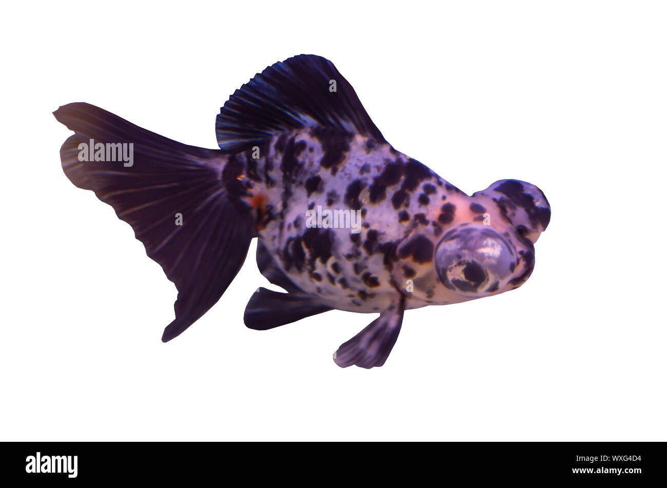 Telescope eye goldfish isolated on white background Stock Photo - Alamy