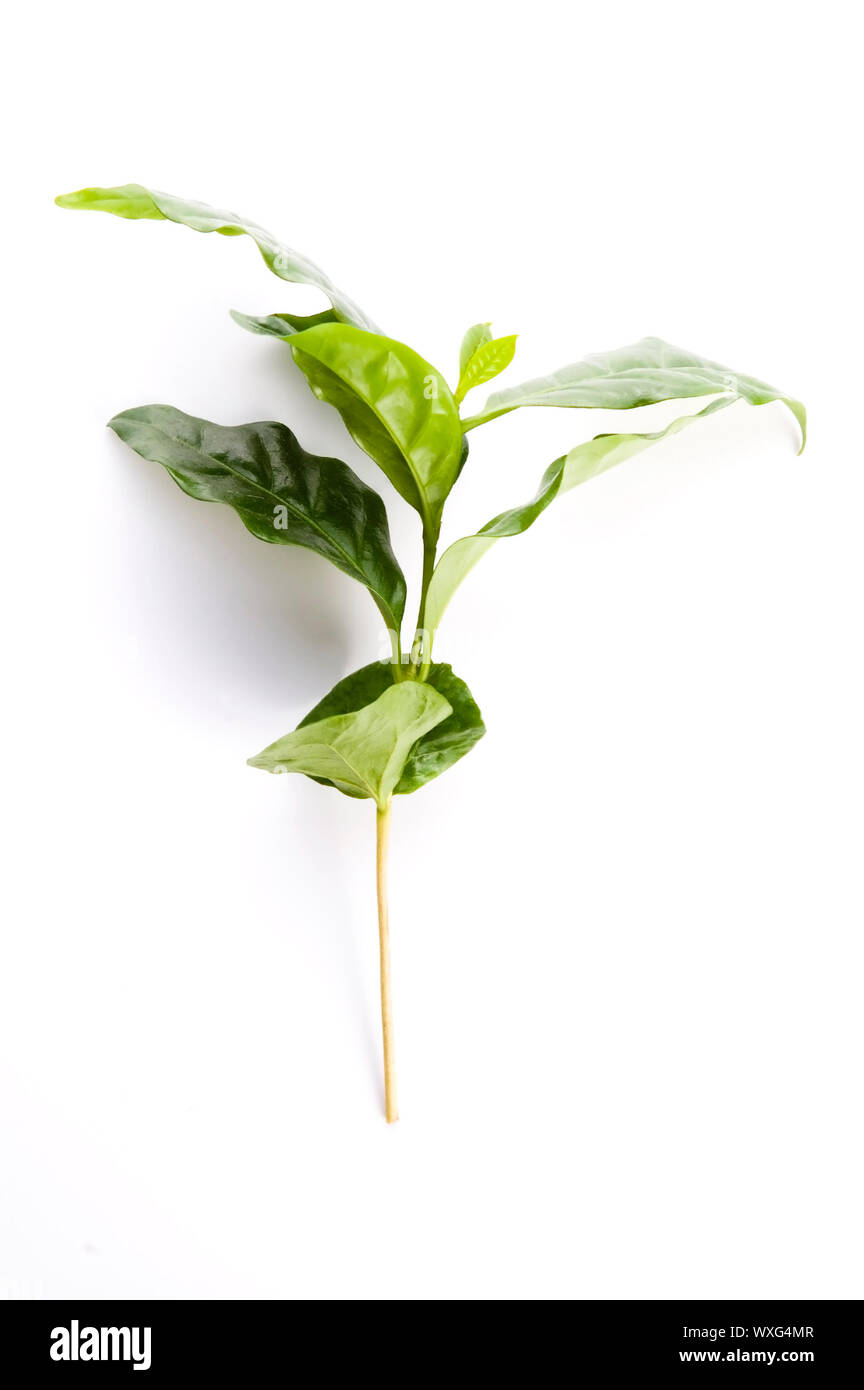 Leaves coffee tree isolated on white Stock Photo - Alamy