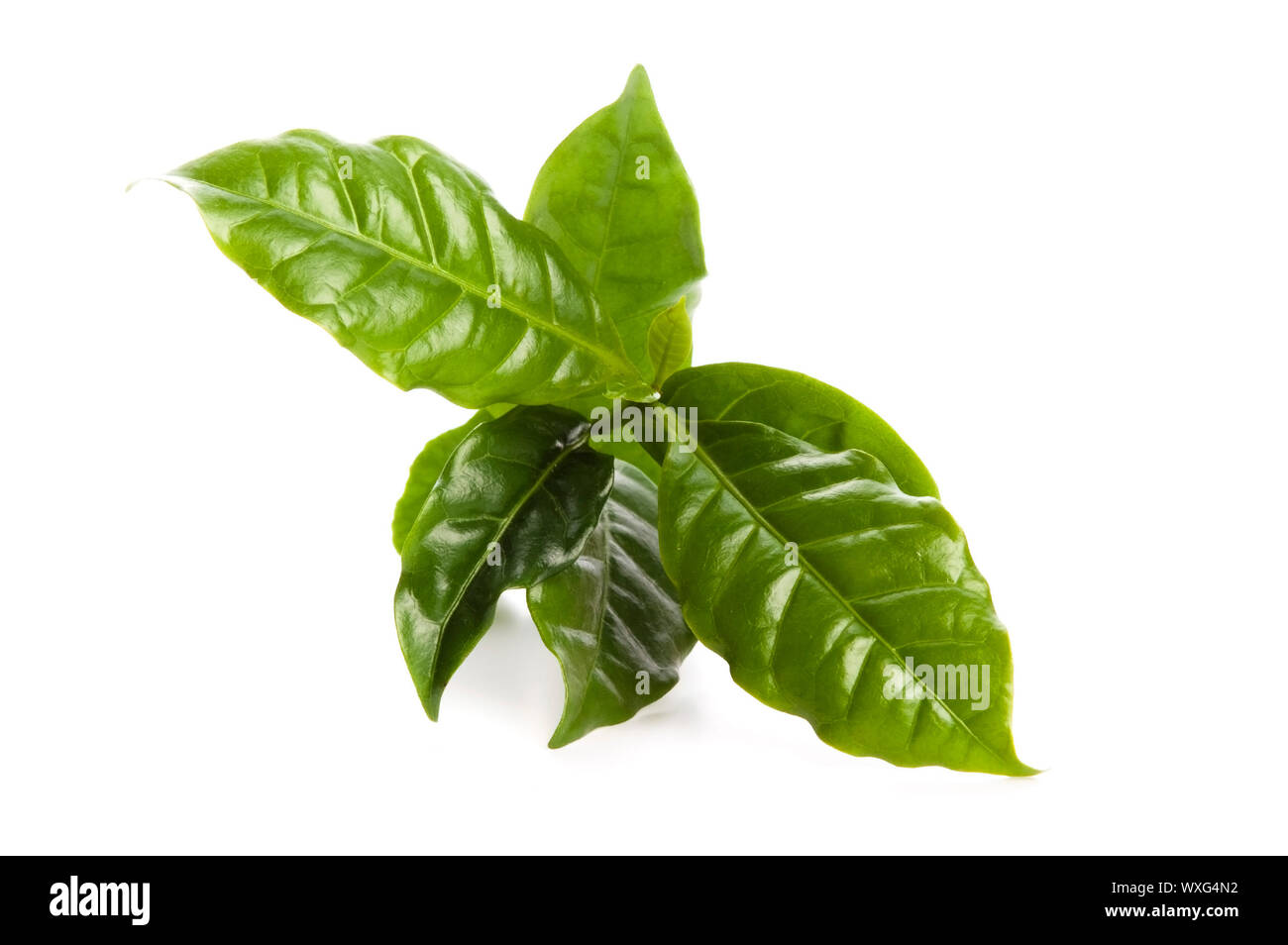 Leaves coffee tree isolated on white Stock Photo - Alamy