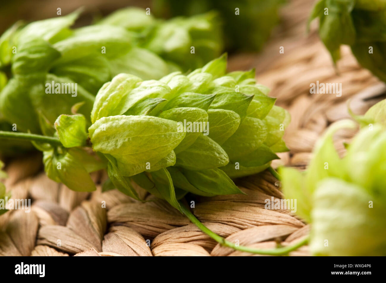 Hop cone and leaves Stock Photo - Alamy
