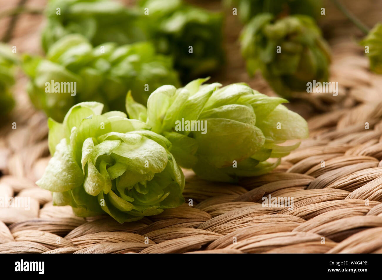 Hop cone and leaves Stock Photo - Alamy