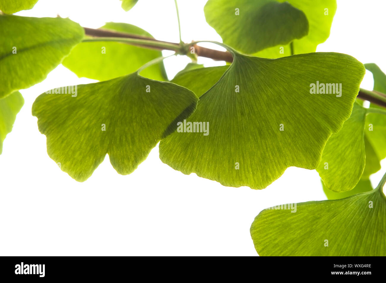 Ginkgo biloba leaf isolated on white Stock Photo - Alamy