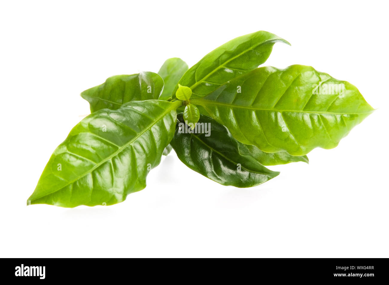 Leaves coffee tree isolated on white Stock Photo - Alamy