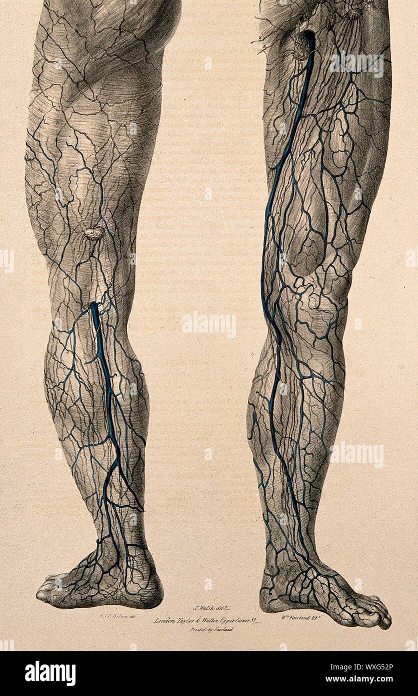 Lymphatics diagram hi-res stock photography and images - Alamy