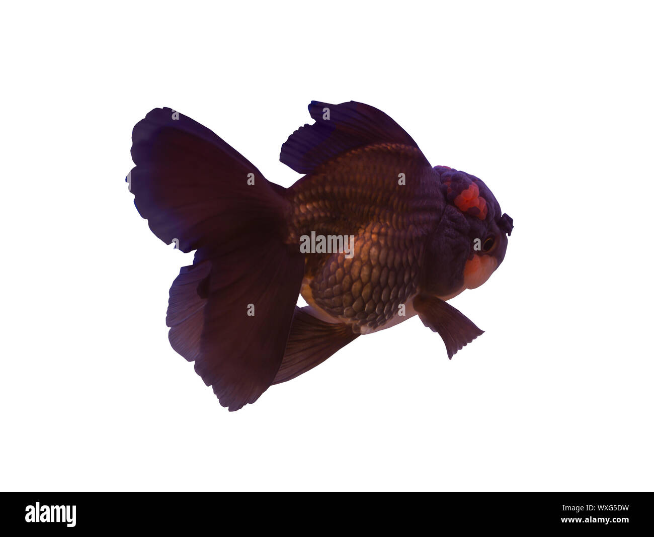 Black Oranda fish isolated on white background Stock Photo - Alamy