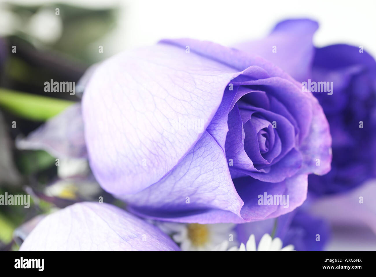 macro background of beautiful violet roses Stock Photo - Alamy
