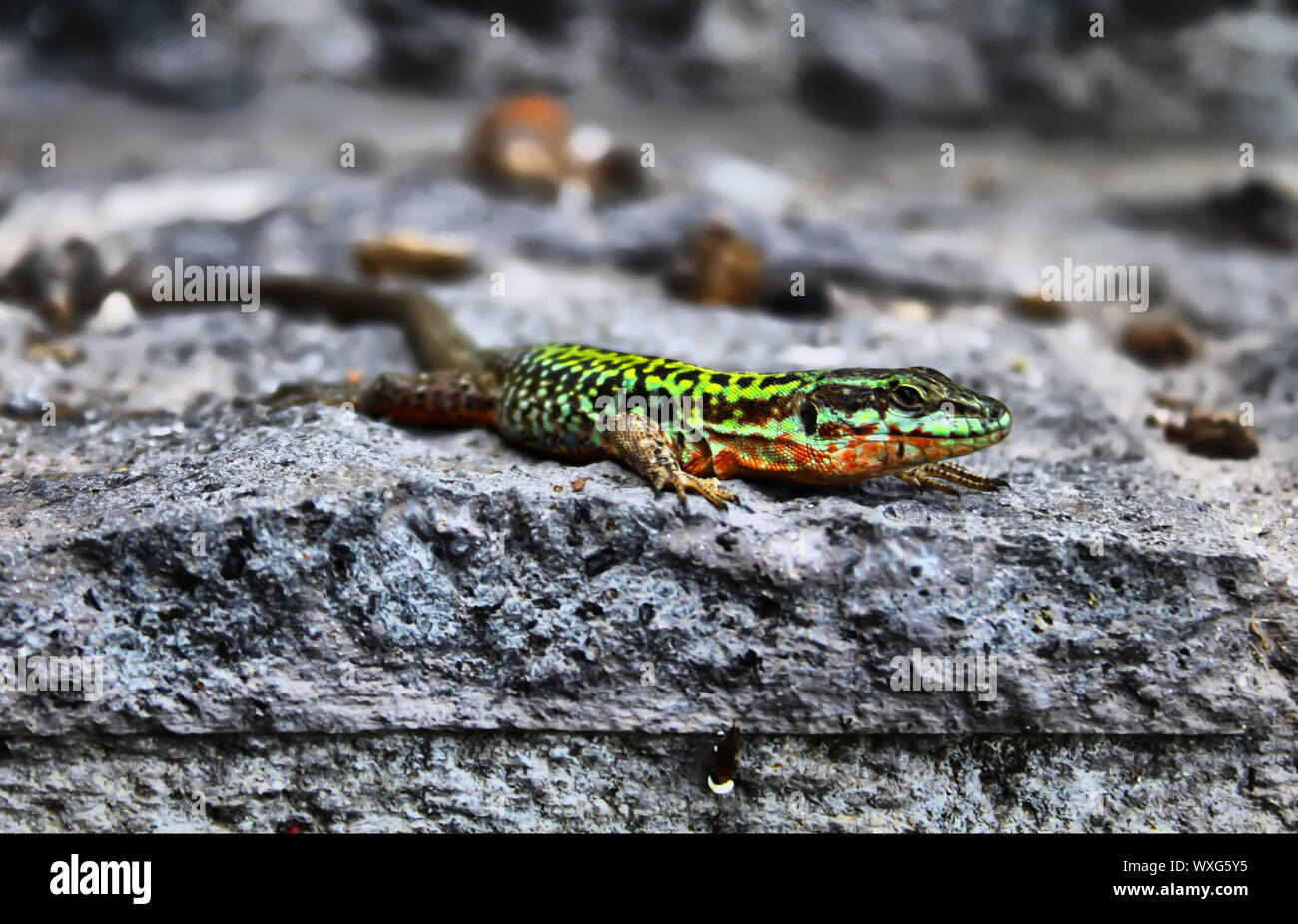 Scale lizard rock hi-res stock photography and images - Alamy