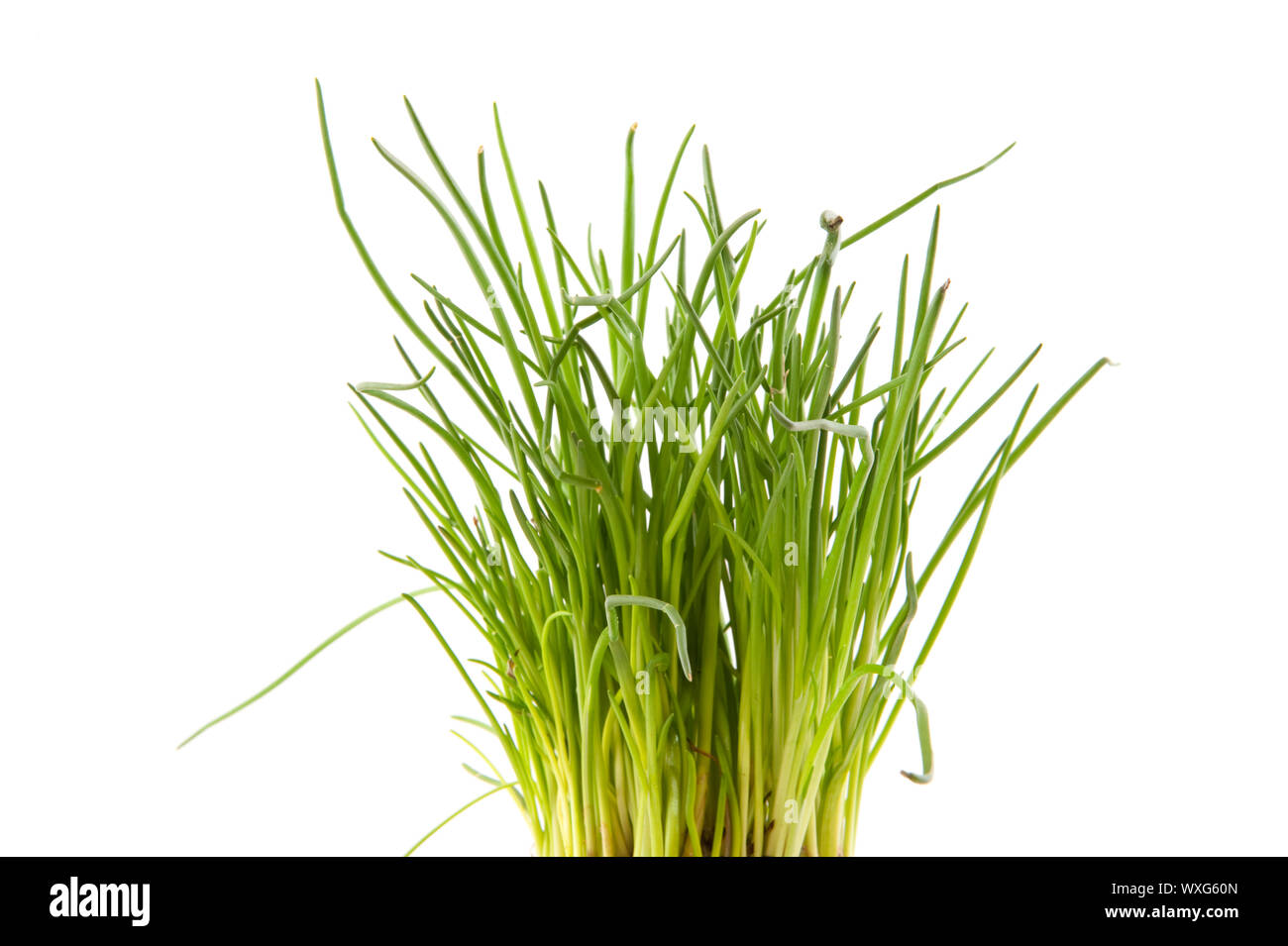 Fresh chives for using in the kitchen Stock Photo - Alamy