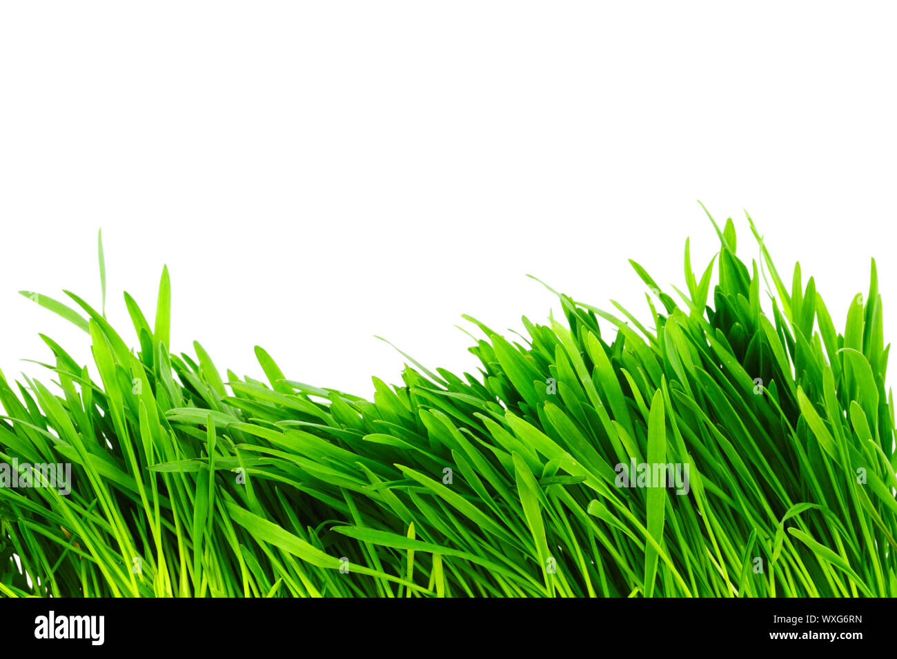 grass isolated on white background Stock Photo - Alamy