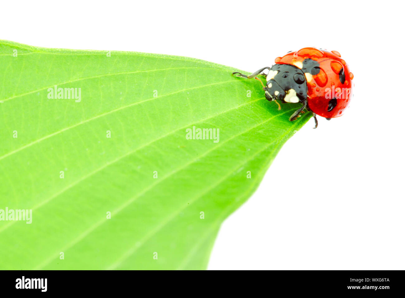 ladybug on big green leaf Stock Photo - Alamy
