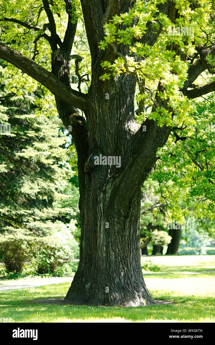 Beautiful oak tree in park at sunny day Stock Photo - Alamy