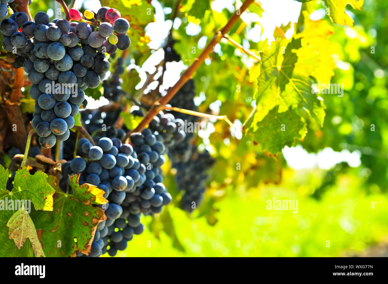 Red grapes growing on vine in bright sunshine Stock Photo - Alamy