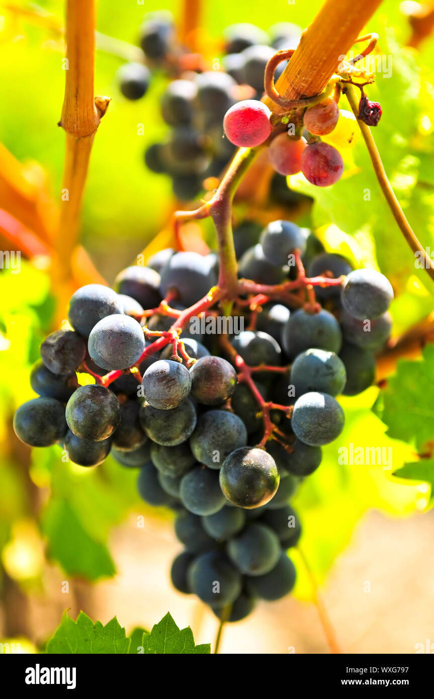 Red grapes growing on vine in bright sunshine Stock Photo - Alamy